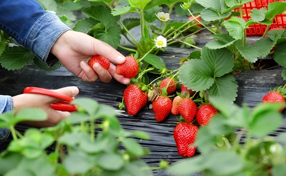 Saiba como cultivar morango dentro de casa sem gastar muito